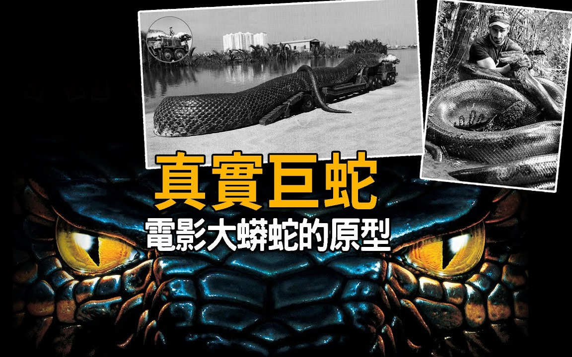 史前巨蟒再度出没_1936年江苏射阳县巨蟒事件,2009年马来西亚...