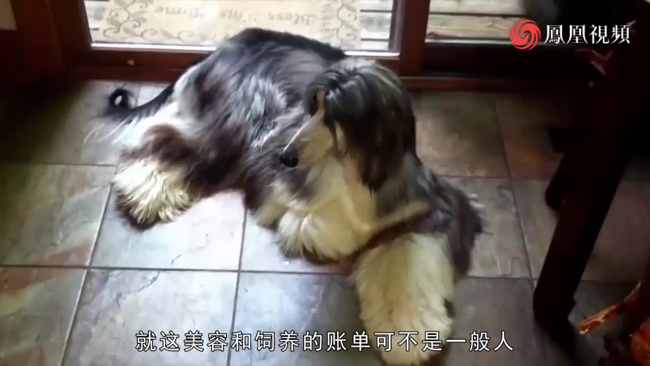 宠物狗也有排行,最贵的宠物狗我们经常见,雪橇三傻全上榜