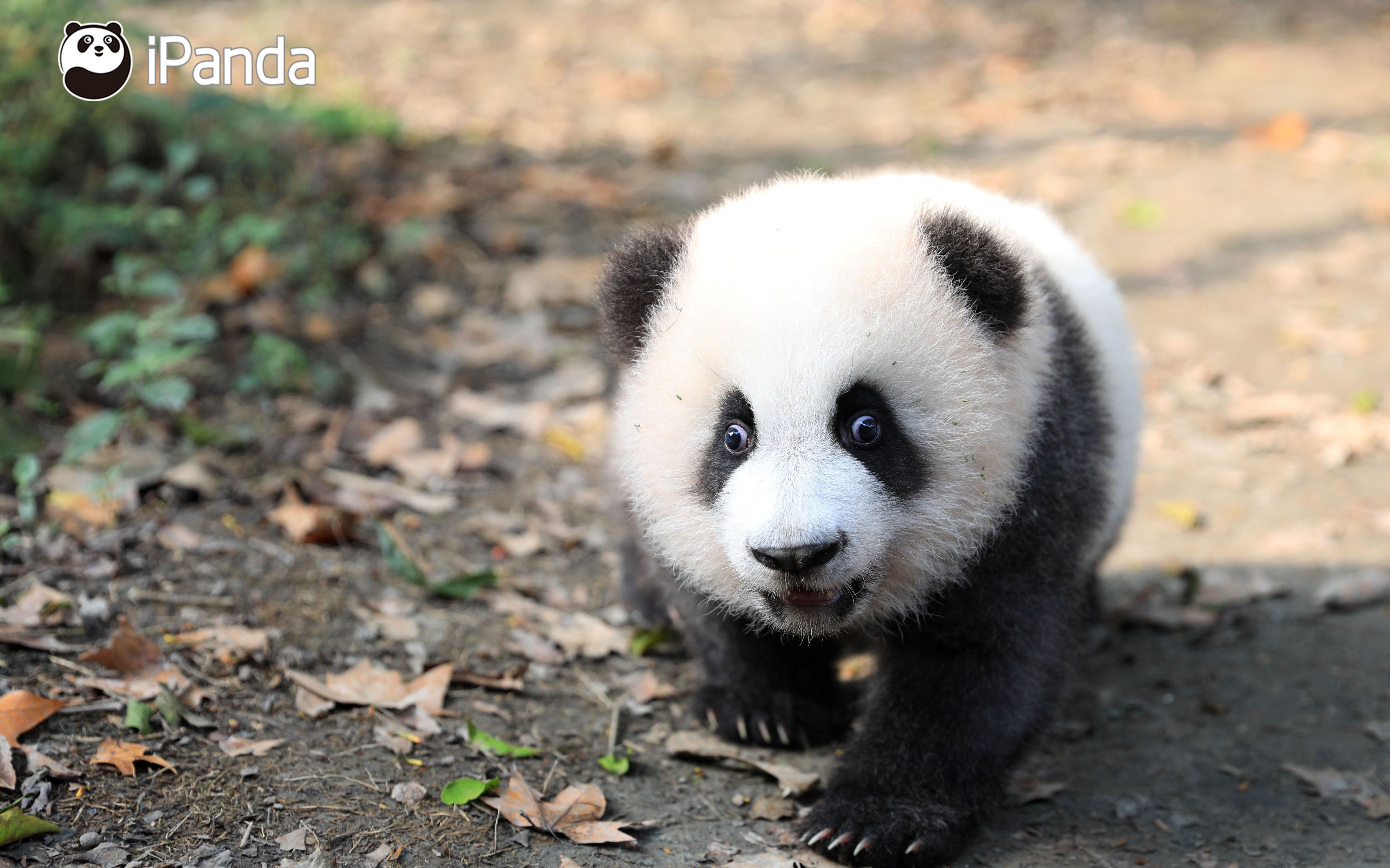【奖学金计划】第九天自习打卡。诗词接龙:疑是银河落九天