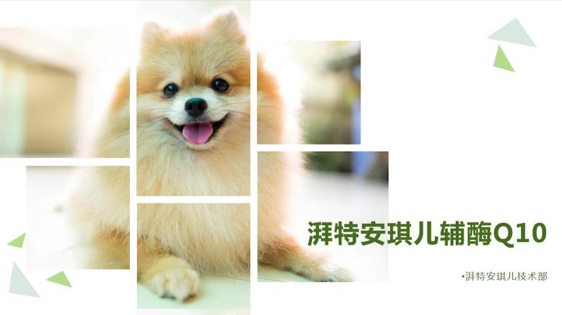 这些症状说明宠物可能患上心脏病,速看!