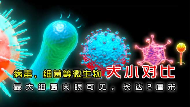 病毒、细菌等微生物大小对比,最大细菌肉眼可见,长达2厘米