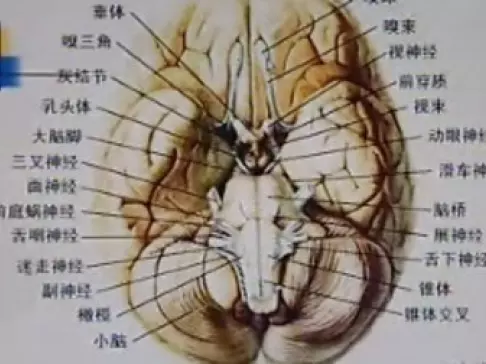 40、第十七章 中枢神经系统 (6)