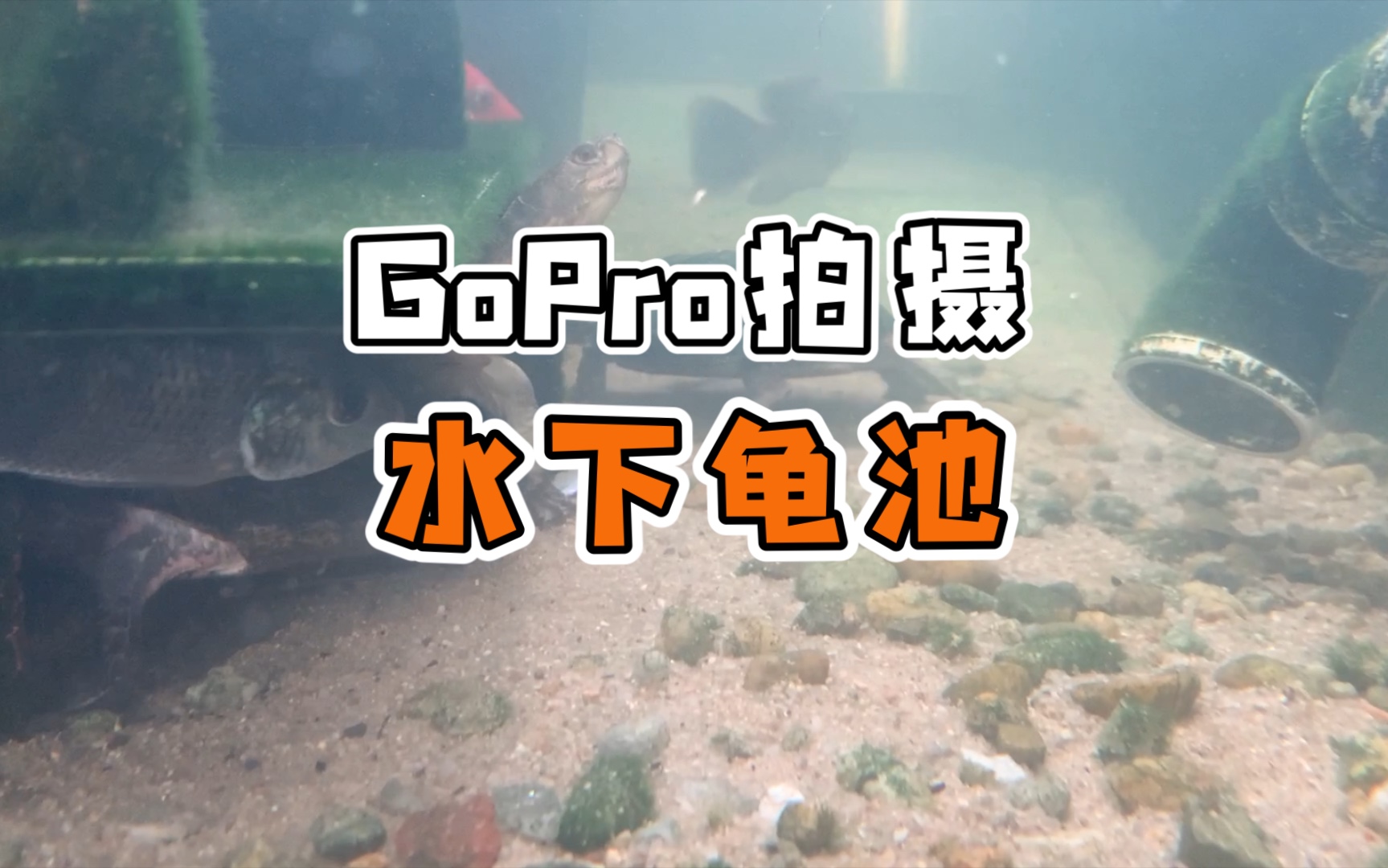 GoPro水下拍摄龟池