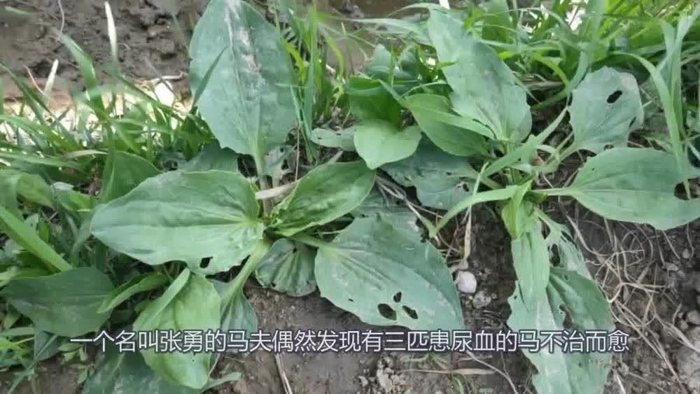 农村常见的车前草,全身都是宝,用途特别厉害