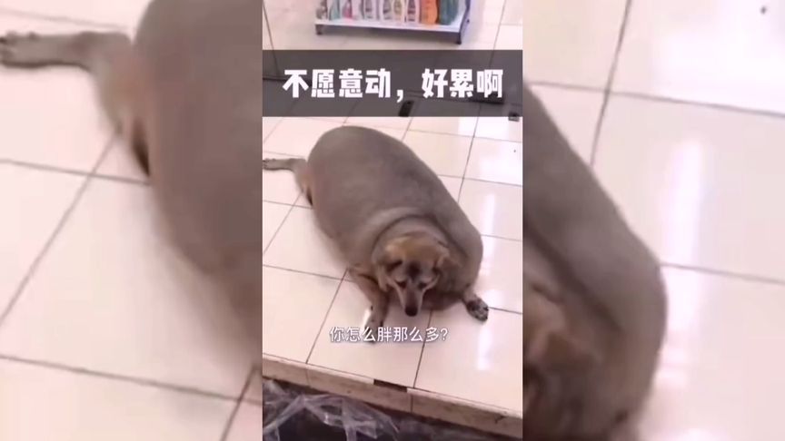 自从有钱了一天就吃八顿