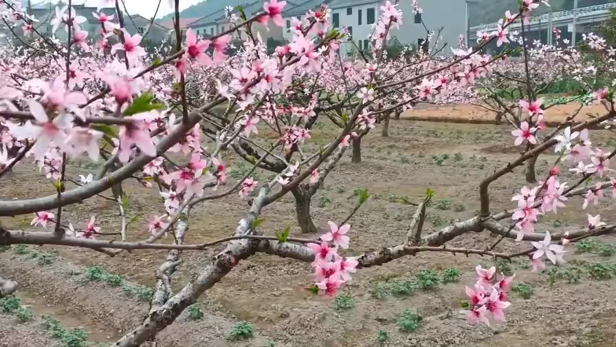 「团建项目」企业拓展培训,破冰热身游戏项目分享:桃花朵朵开