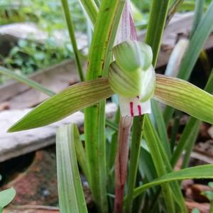 香花茶 