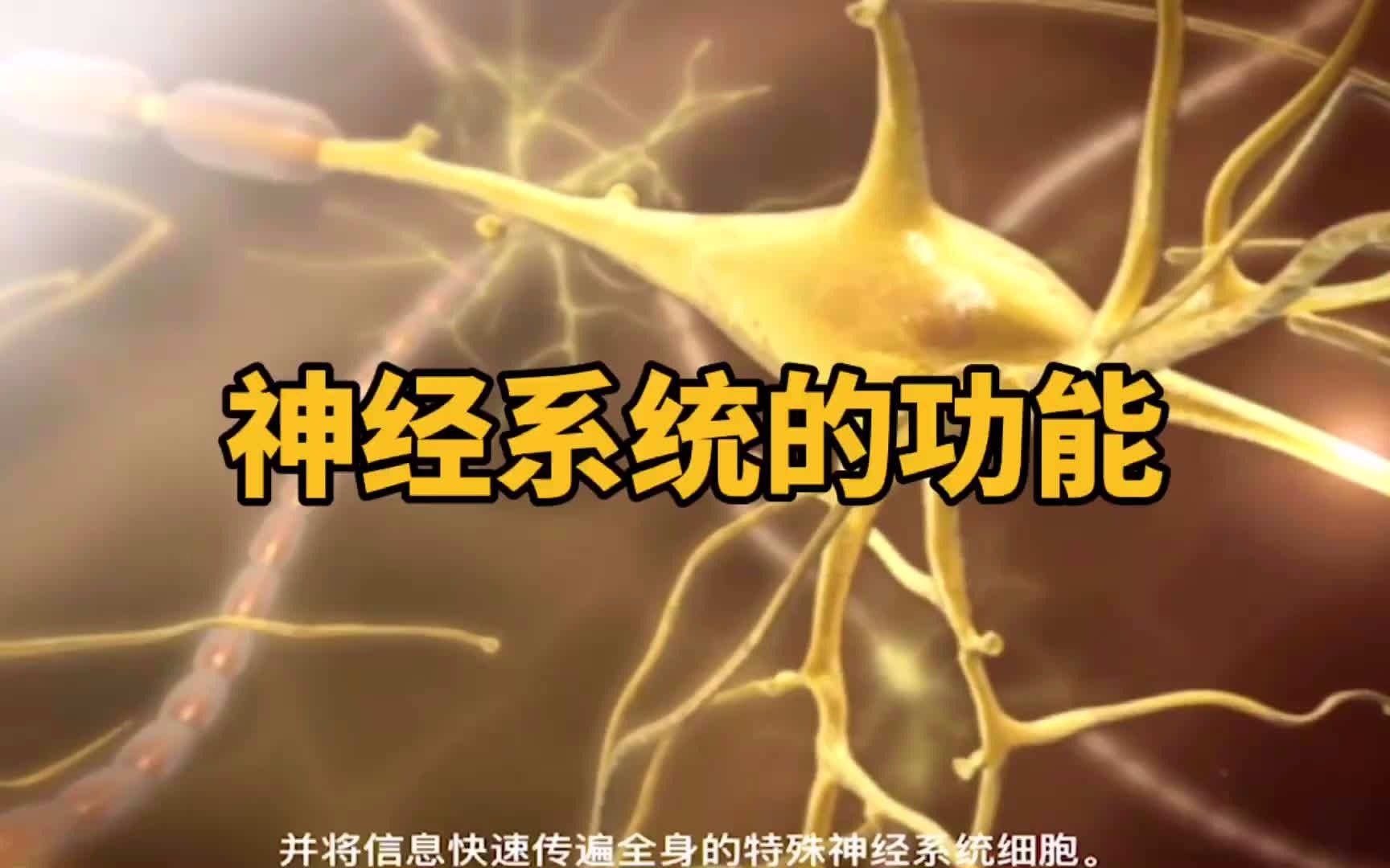 【医学科普】神经系统的功能