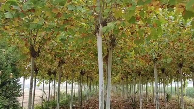 基地低价处理一批法桐,规格10-20公分 苗木销售 农业种植 精品苗木