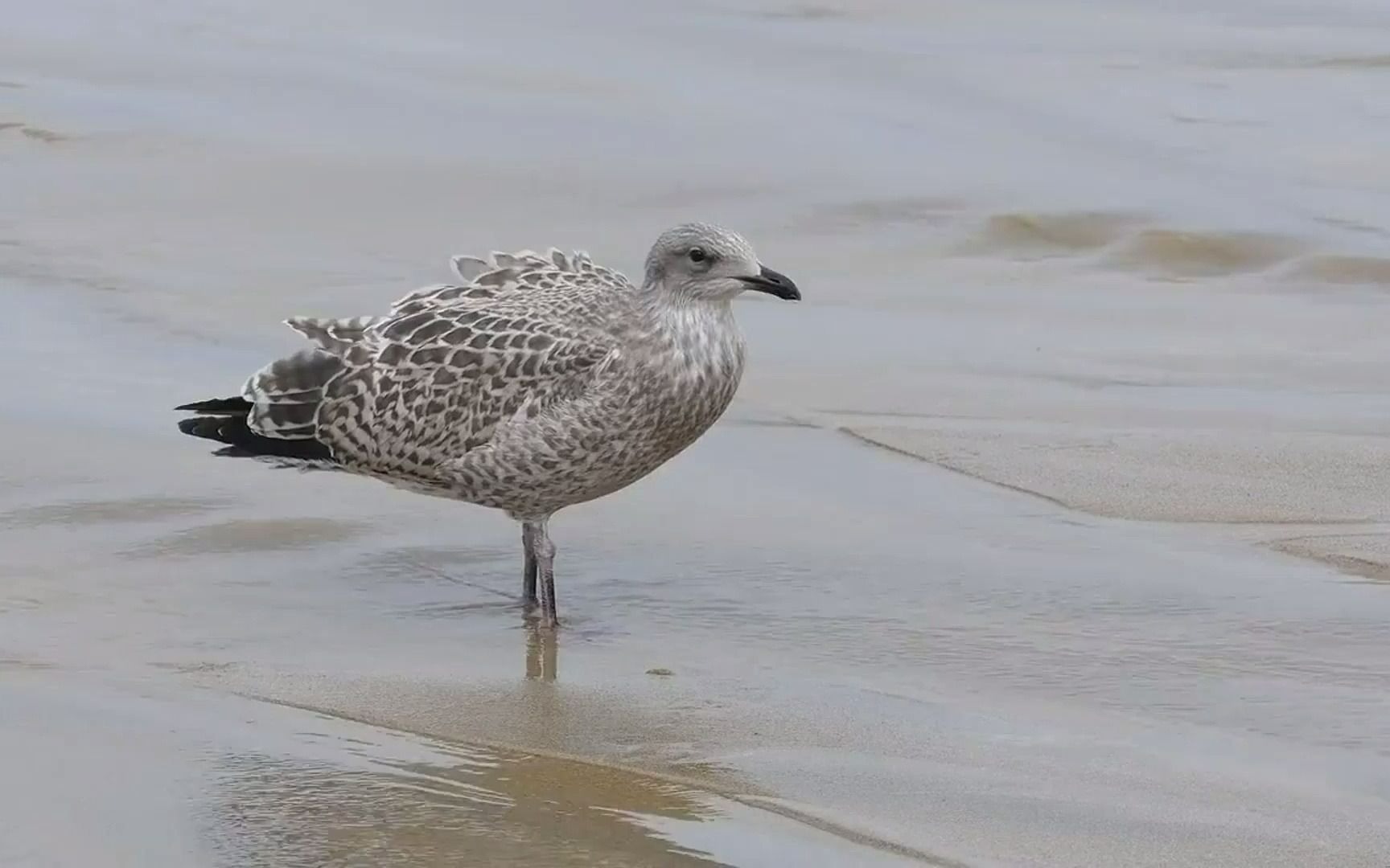 cs2国际服游戏下载后进不去登录不上 报错卡顿掉线延迟高常见问题办法