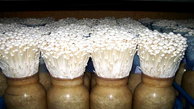 金针菇到底干不干净?看完种植过程,瞬间明白了!
