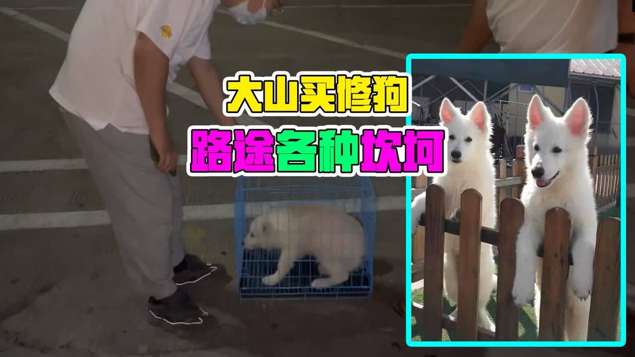 游戏主播去买小狗,路途中各种坎坷!