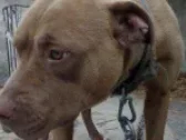 斗狗实拍:牛头梗咬住比特犬不放,美国比特犬当场死亡