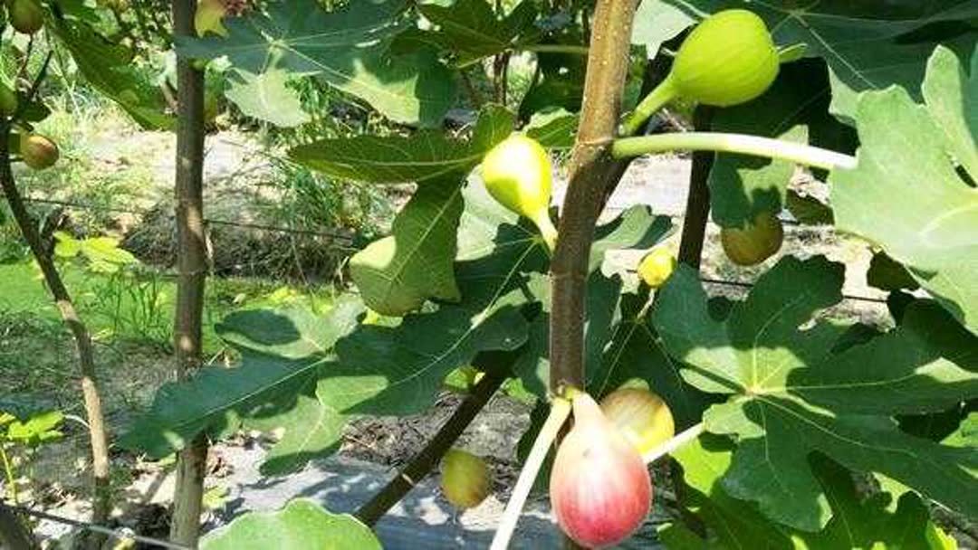 无花果能防癌抗癌是真的吗?它的有效成分,就是这2类