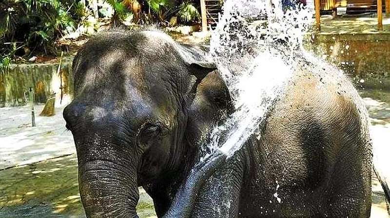 动物园大象的表演,不止会游泳,朝着水面甩鼻子那只的才是王者