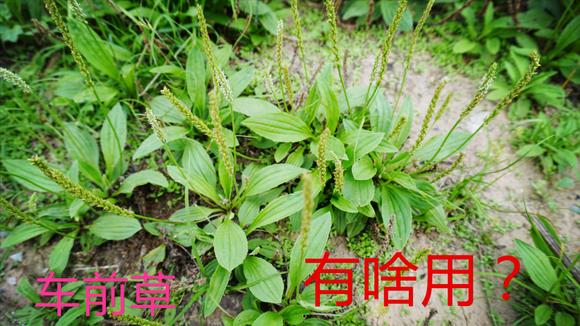 经常看到有人挖它,才知道它叫车前草。弄明白后赶紧也挖点。