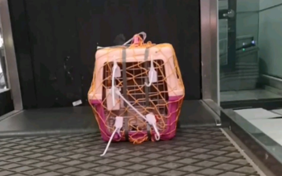 宠物托运 猫咪托运 过程
