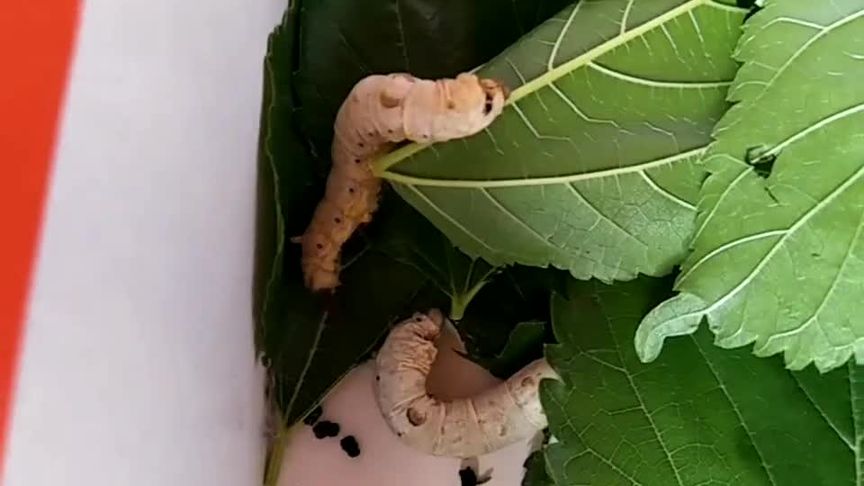 #蚕宝宝成长记#奇妙的动物 我这幾個蠶还算漂亮