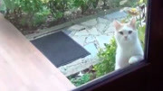 流浪猫每次肚子饿了,就会靠在玻璃门边,用眼神来示意网友!