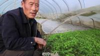 辣椒生长全过程, 从秧苗到成品居然要经历这么久, 冬天保温保湿土壤很...