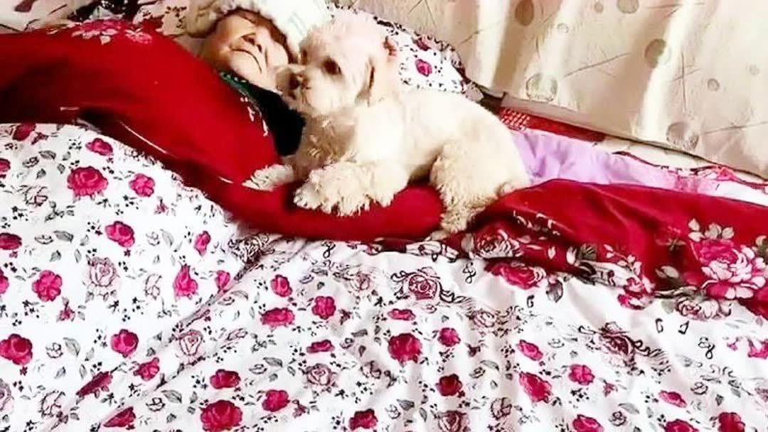 奶奶生病了,狗狗一直在奶奶身边照顾奶奶,这泰迪比小孩都懂事!