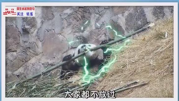国宝熊猫实力卖萌,熊猫的连滚神功,翻滚吧熊宝宝