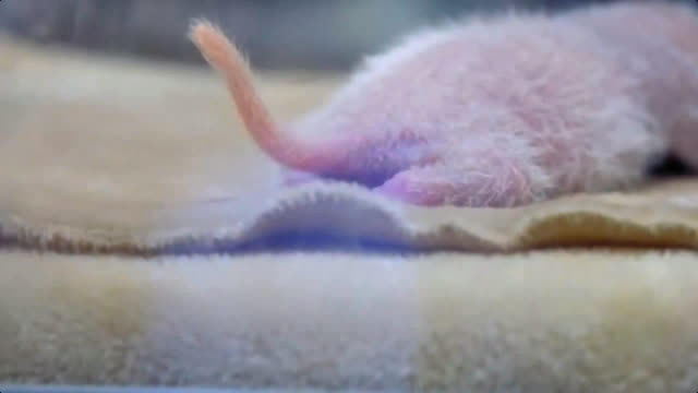 熊猫出生时尾巴那么长,长大后去哪儿了?