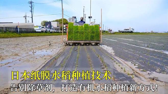 日本纸膜水稻种植技术,告别除草剂,打造有机水稻种植新方式!