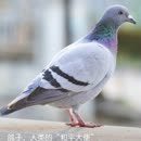 青涩的飘零的小舟 