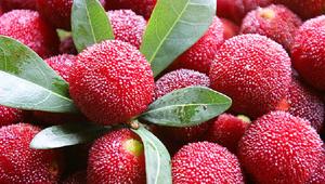 杨梅虽好,但吃错了很容易中毒!这几点注意事项你都知道吗?