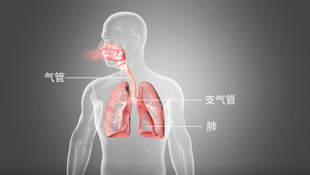 【生物】肺的结构和功能