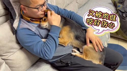狗狗被摁到地上撕咬,委屈得像个小孩扑进主人怀里求保护,看哭了