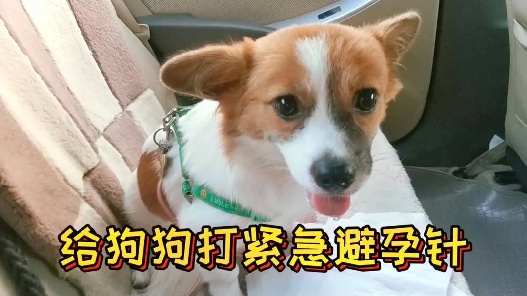 狗狗突然惨叫不止，主人一看立马慌了，赶紧领着狗狗打紧急避孕针