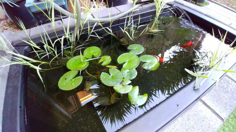 DIY室外的小鱼池,造景非常简单,新手朋友可以借鉴一下
