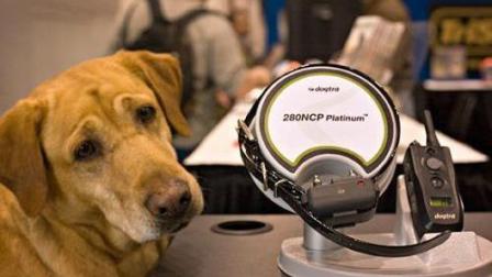 狗狗训练 训练狗狗定点排便