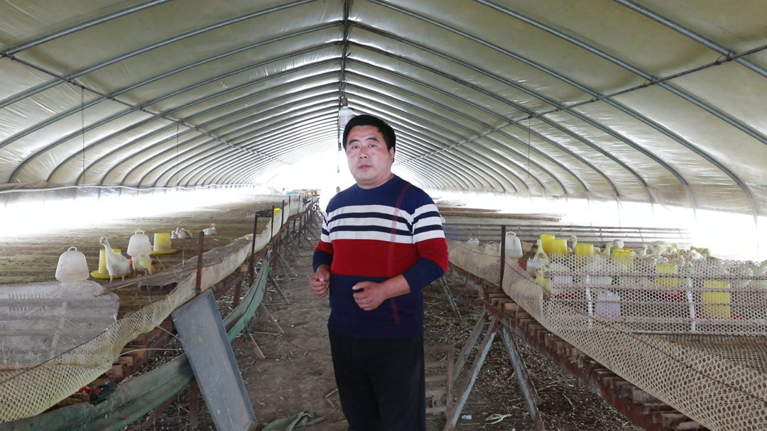 酒槽喂鹅到底好不好?发酵程度如何把控?老张都添加了哪些辅料?