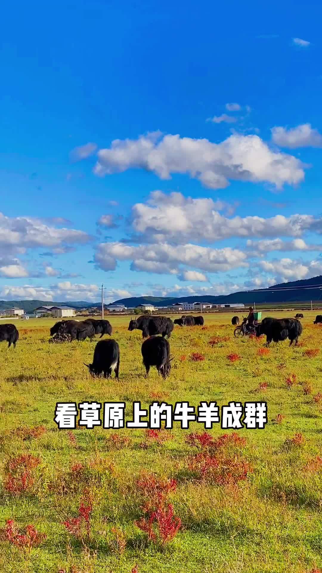 丽江大理五天旅游行程怎么安排旅游攻略景点...