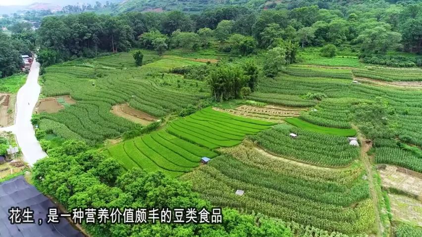 种植花生,选对种植时机和方法很重要