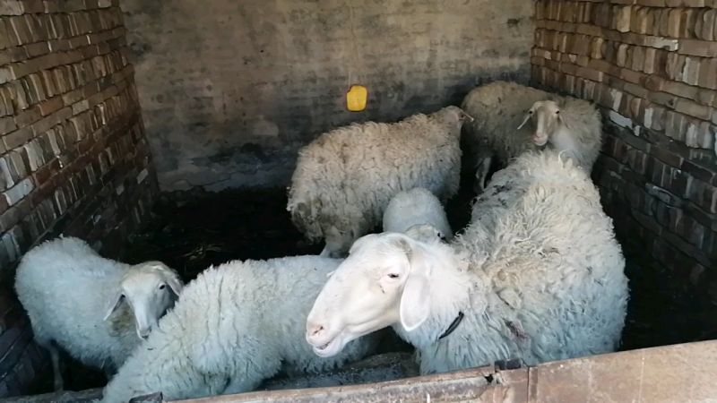 农村山羊!你们小时候有没有学过羊叫?