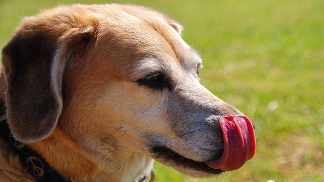 狗狗的鼻子究竟有多灵敏?比人类高10万倍?