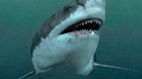 大白鲨和它相比弱爆了?巨齿鲨的战斗力到底有多恐怖?