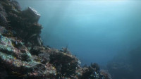 被污染的水下世界 令人深思的短片 海洋动物都成了变异生物
