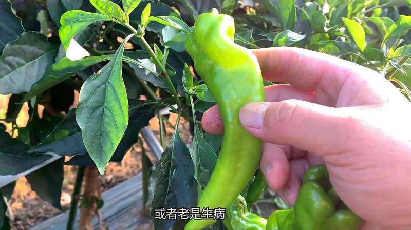 辣椒原来要这样种,每亩多收益上千元,一起看看是如何做到的