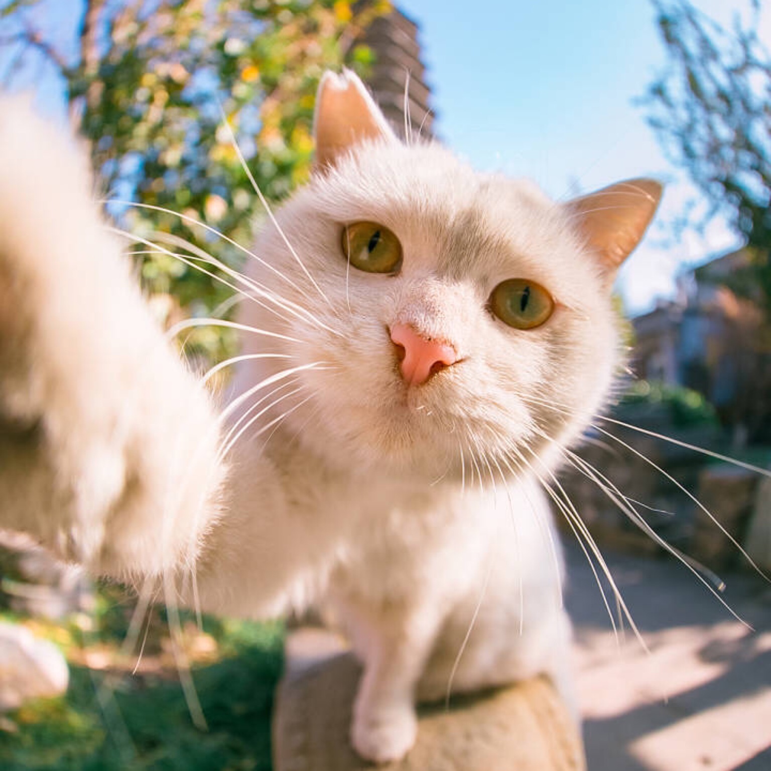 减肥失败的黄阿姨 