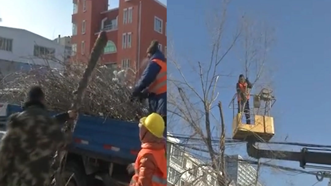 长春:树枝挂高空摇摇欲坠引市民担忧,园林工10分钟快速处置获赞