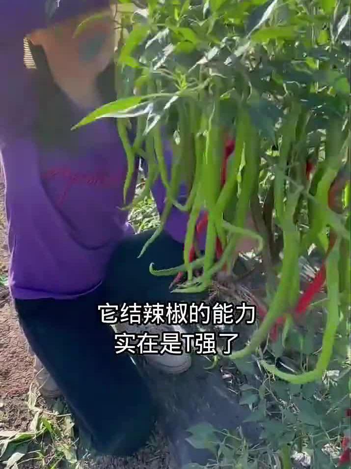 高产的香辣线椒,现在该种了