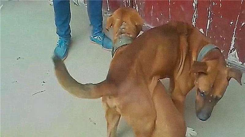 早上一起来,就发现自家门口的斗狗,这一幕真是太残忍了