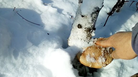 东北大山里白茫茫的,大叔就采了个白灵芝,回家泡水喝好处真多!