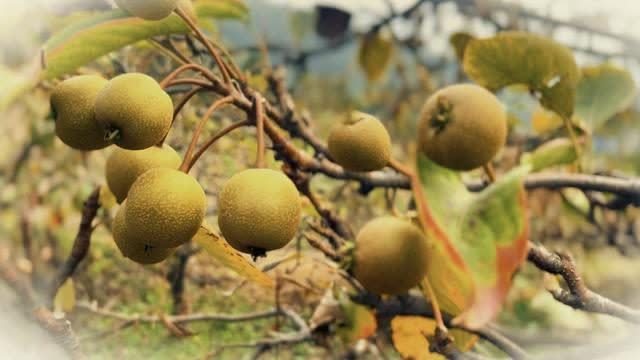 反季节梨子长大了