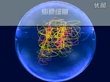 精子的形成过程